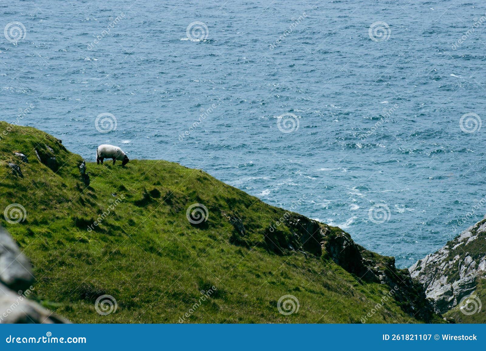 Sheep Alone Eating Grass on a Cliff Near the Sea Stock Image - Image of ...