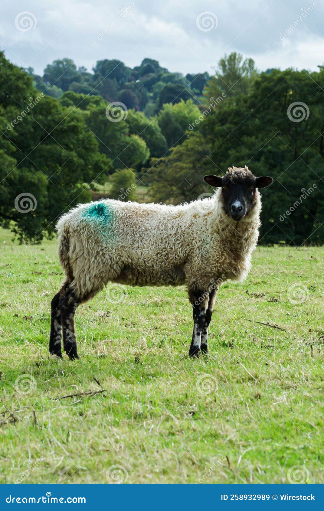 Sheep Alone in the Field with a Green Mark on the Back, Vertical Stock ...