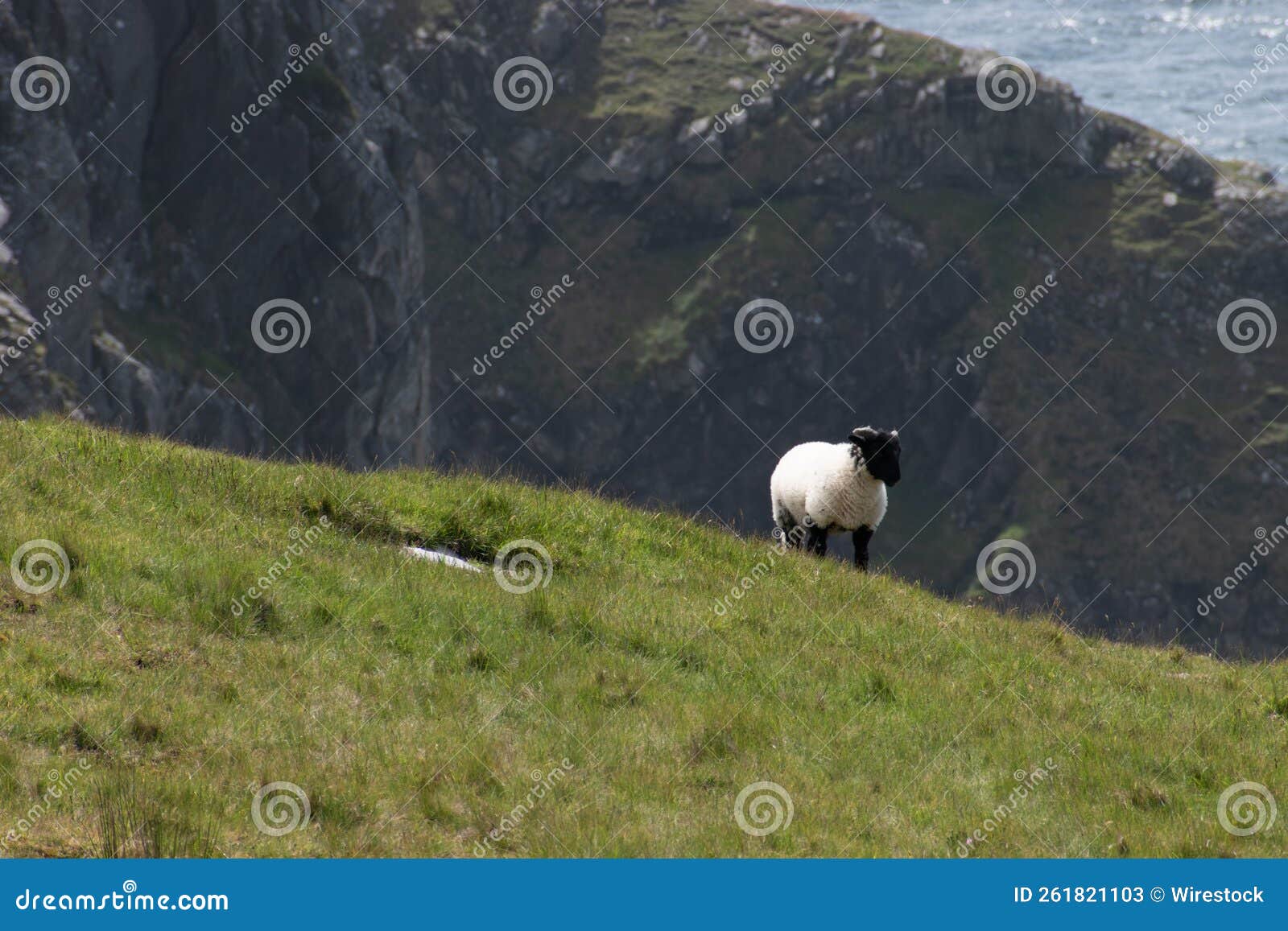 Sheep Alone in the Pasture Behind a Cliff Near the Sea Stock Image ...