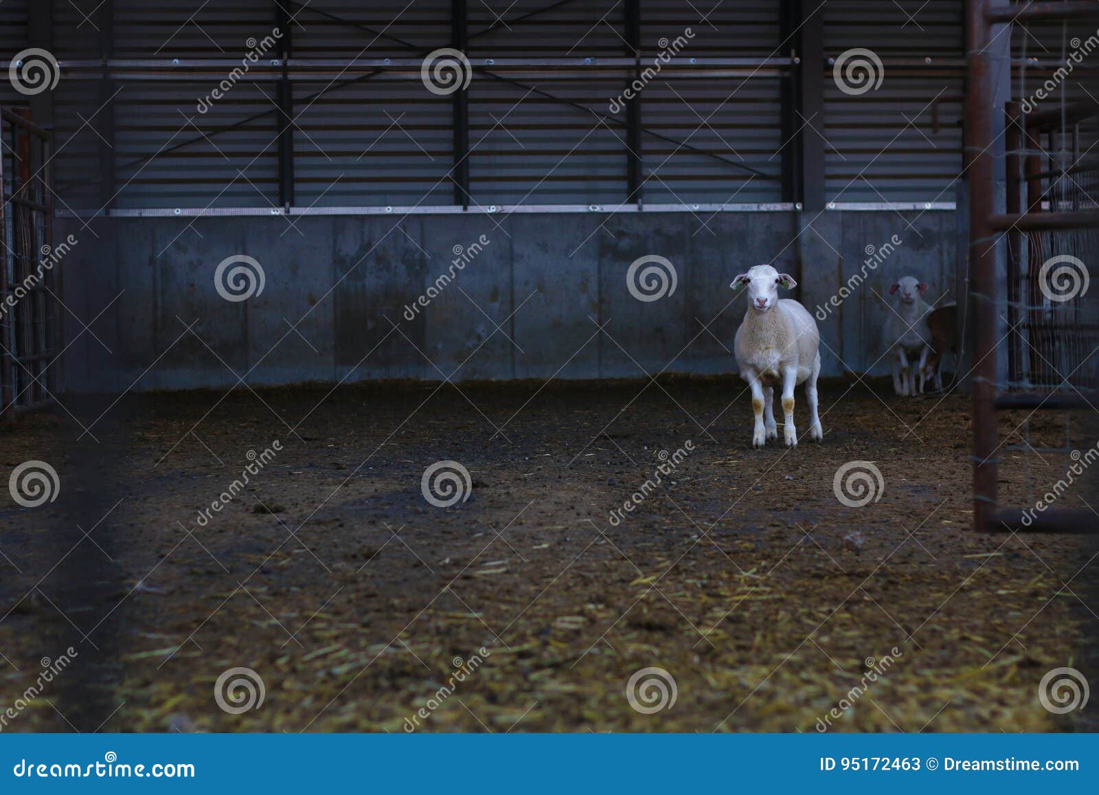 Sheep alone stock image. Image of alone, livestock, agriculture - 95172463