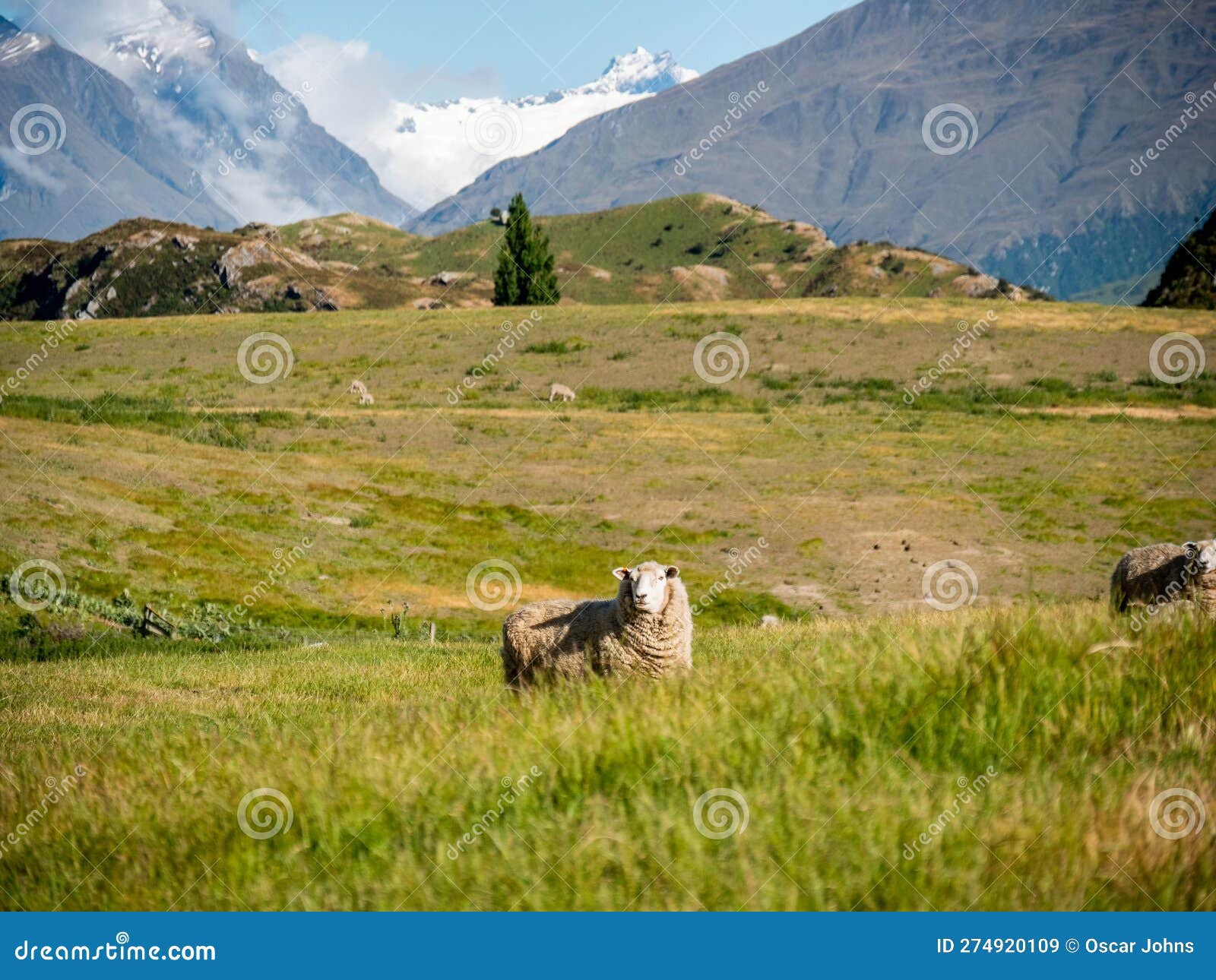 Sheep in paddock stock image. Image of prairie, meadow - 274920109