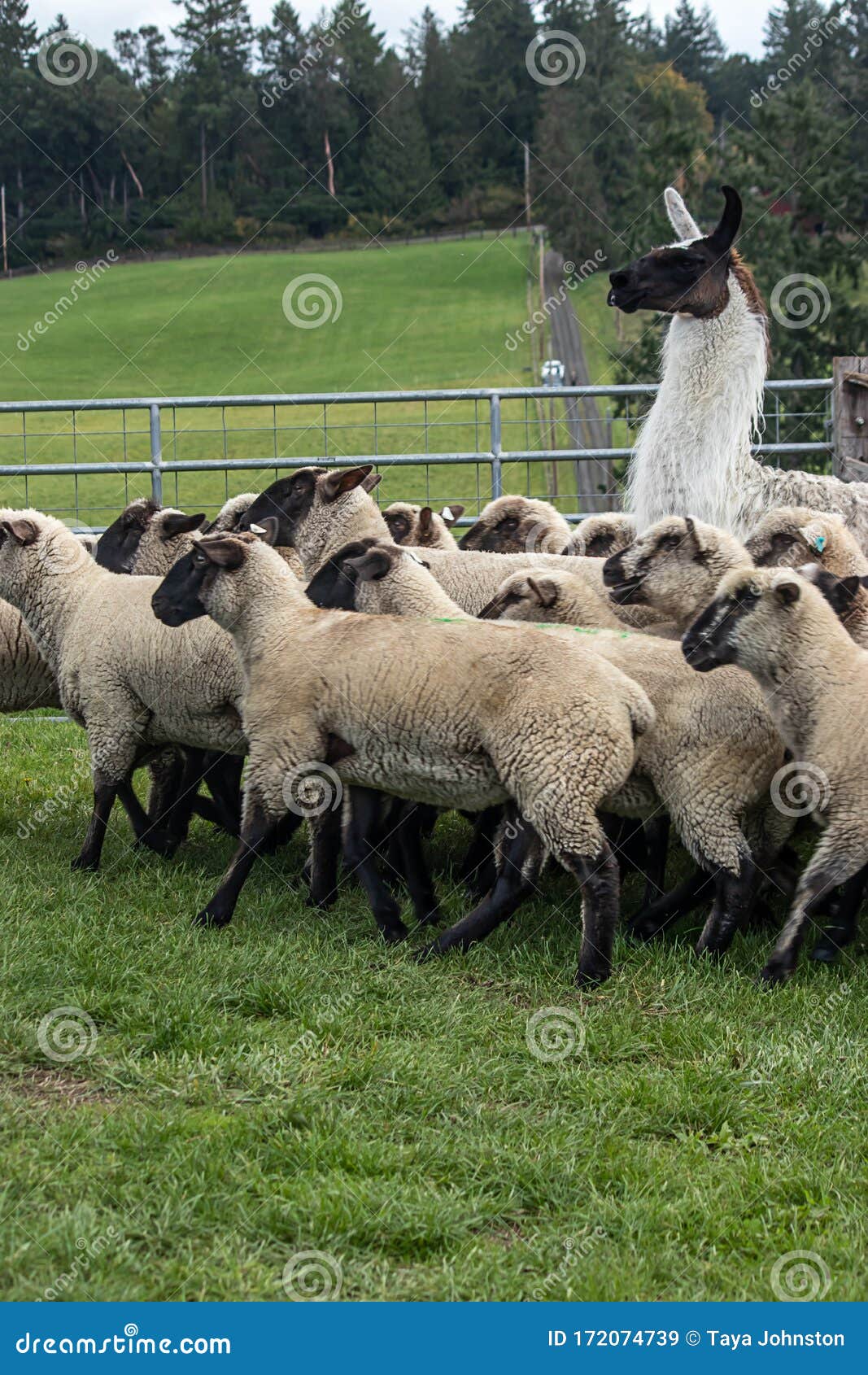 The Sheep and Alpaca Walking through Pasture Stock Image - Image of ...