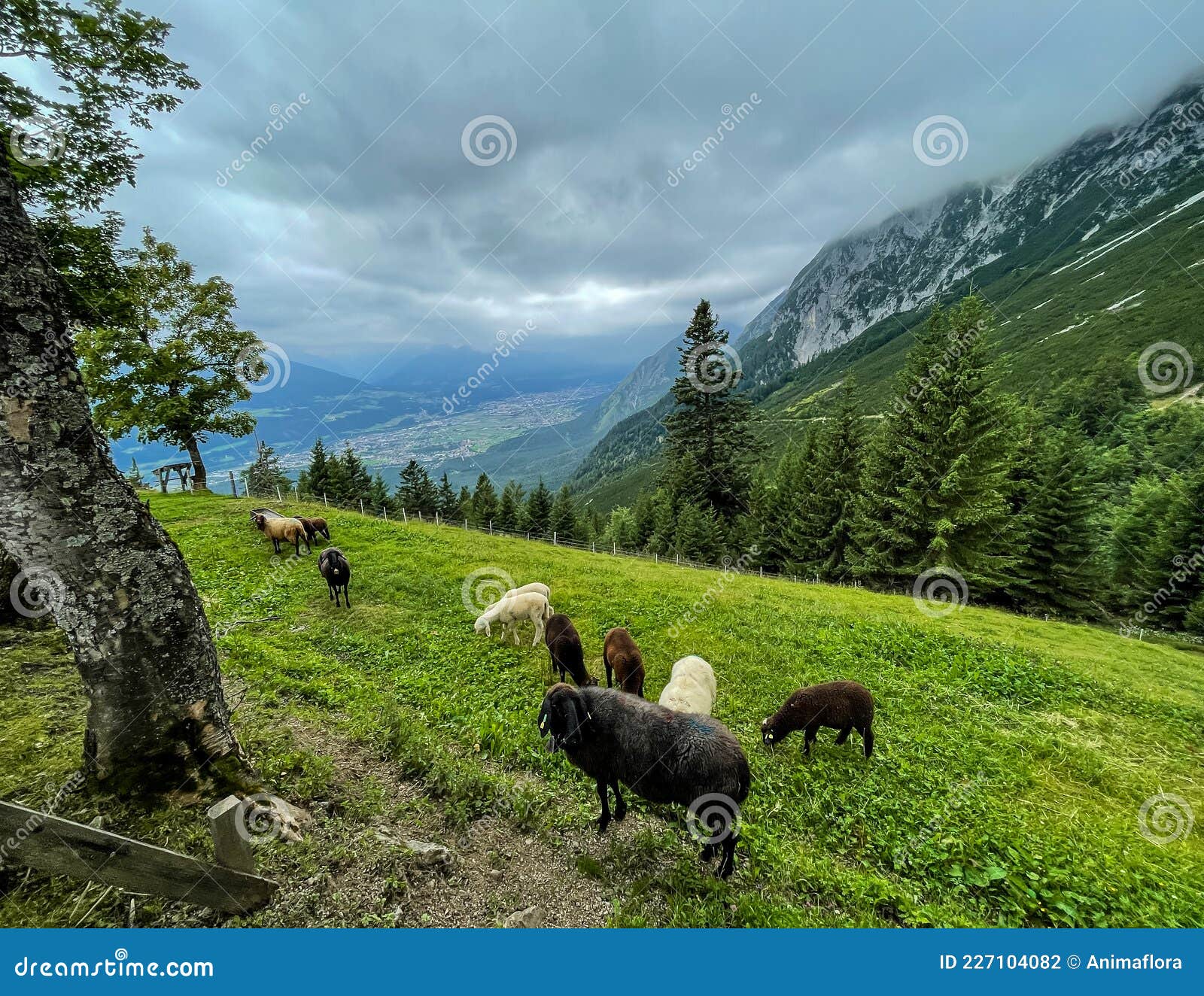 Sheep on an Alpine Pasture in the Mountains Stock Photo - Image of ...
