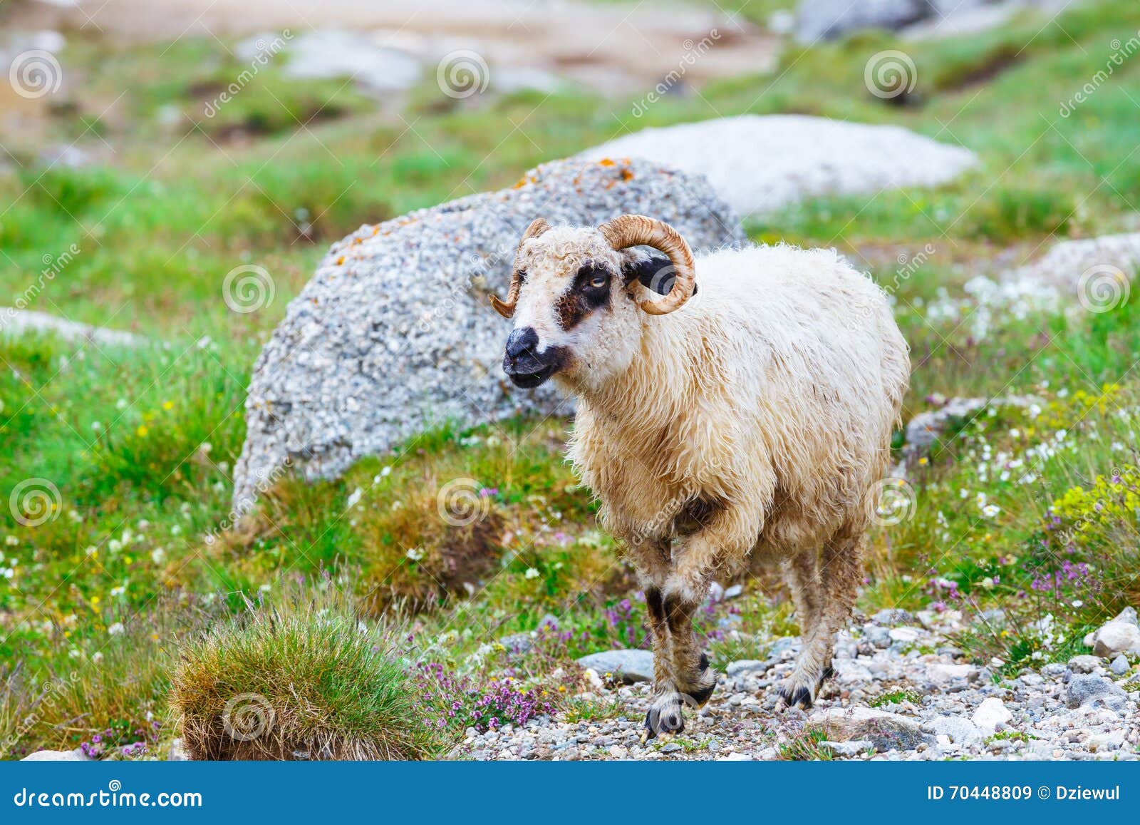 Sheep at Alpine Pastures in Bucegi Mountains Stock Image - Image of ...