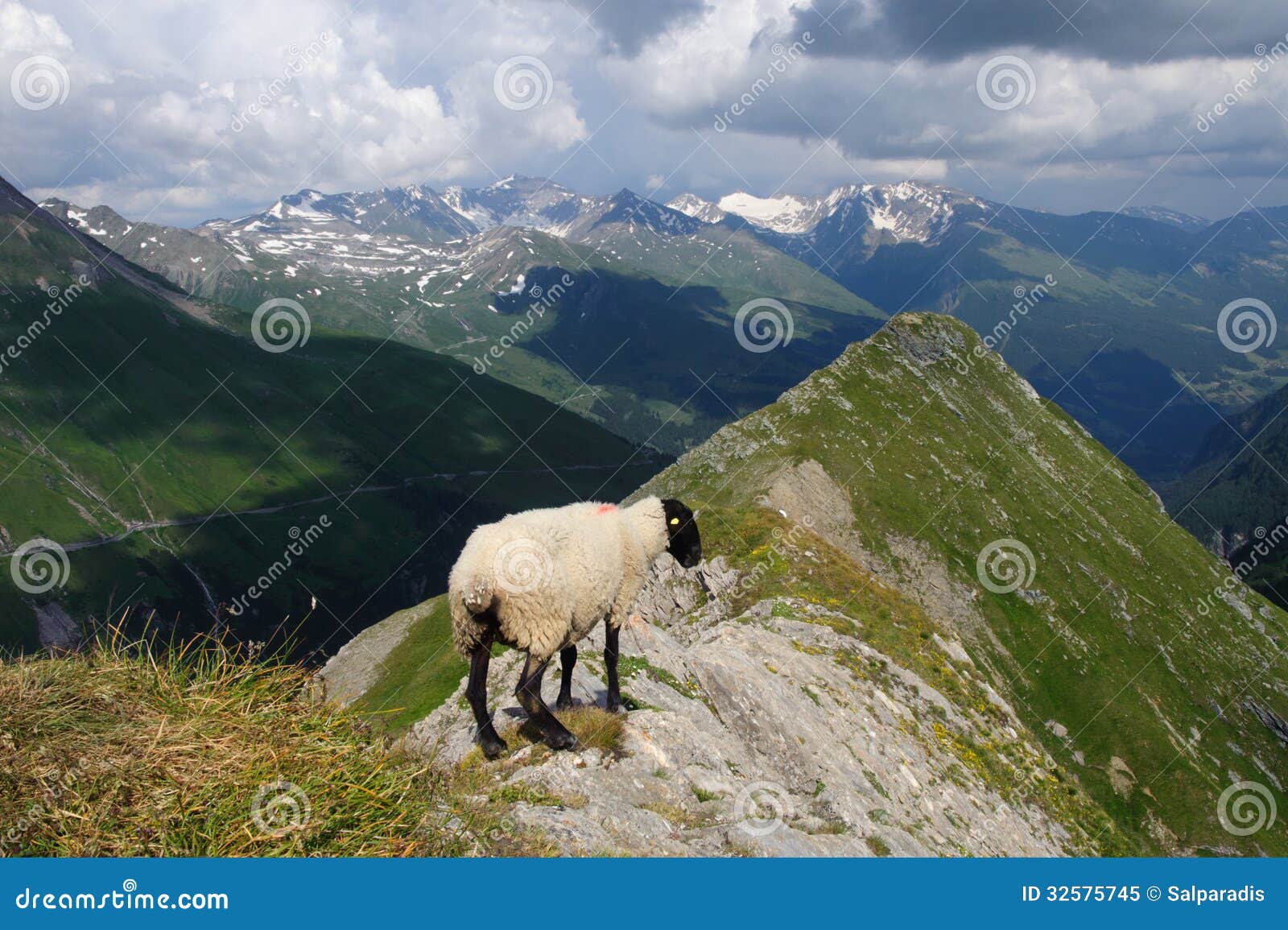 Sheep in Alps stock image. Image of wool, sheep, austria - 32575745
