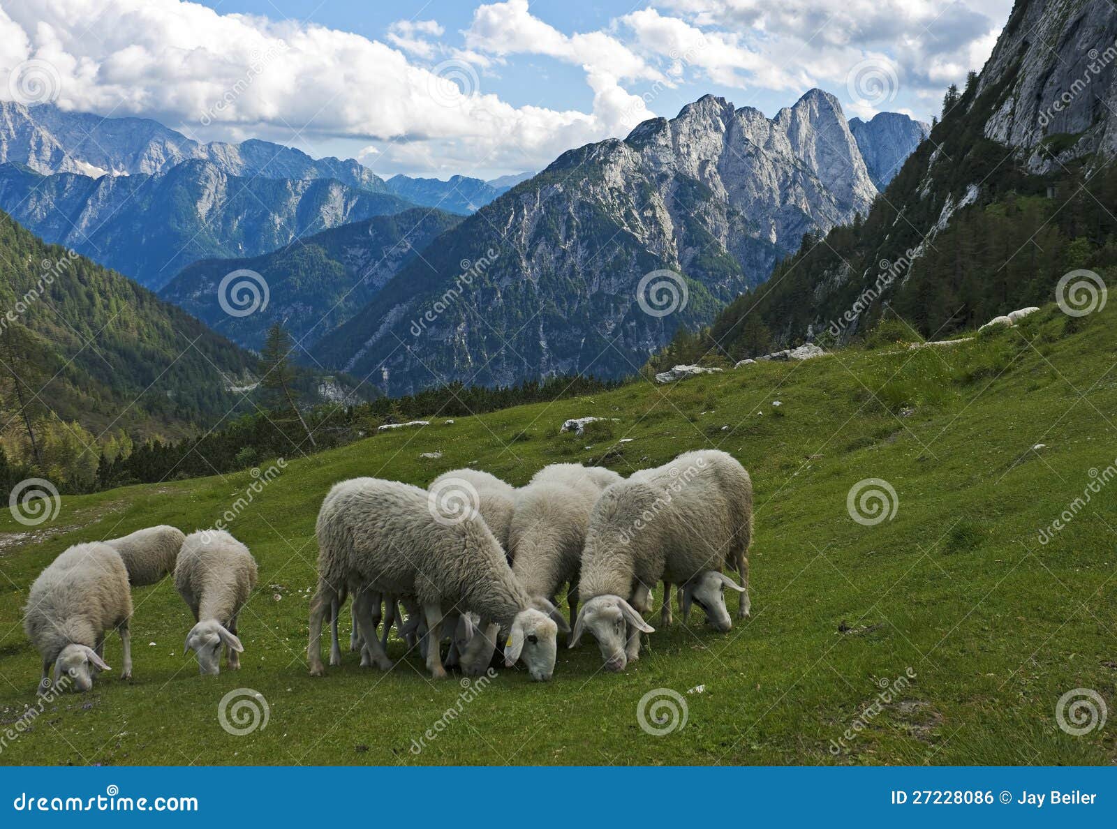 Sheep in the Alps, Slovenia Stock Photo - Image of rocky, hungry: 27228086