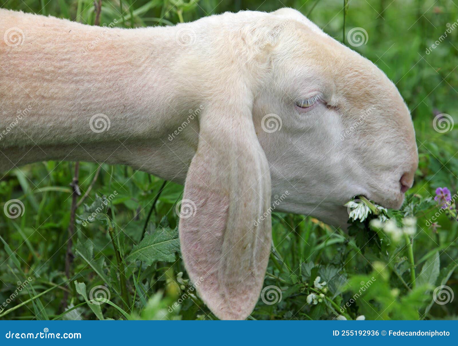 Sheep Already Shorn for the Production of Wool Grazing Stock Photo ...