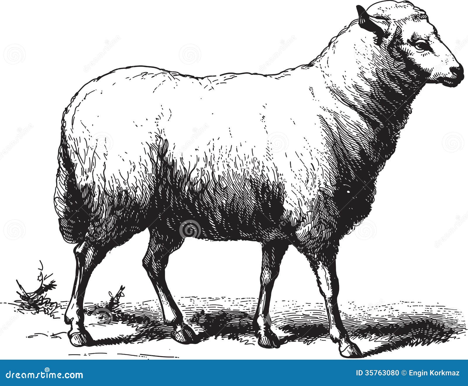 Primitive Sheep Drawing