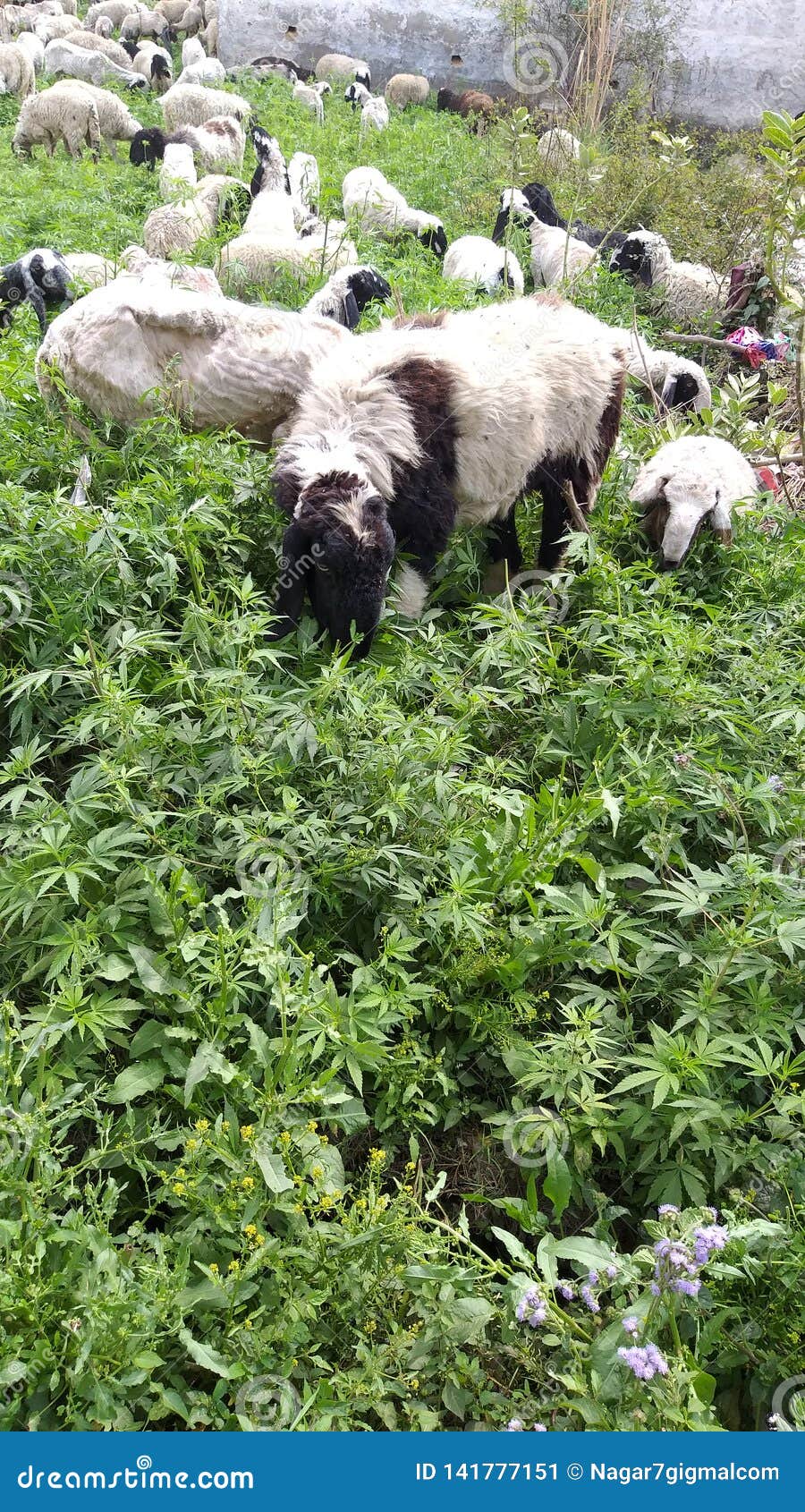 Sheep stock image. Image of animal, plants, beautiful - 141777151