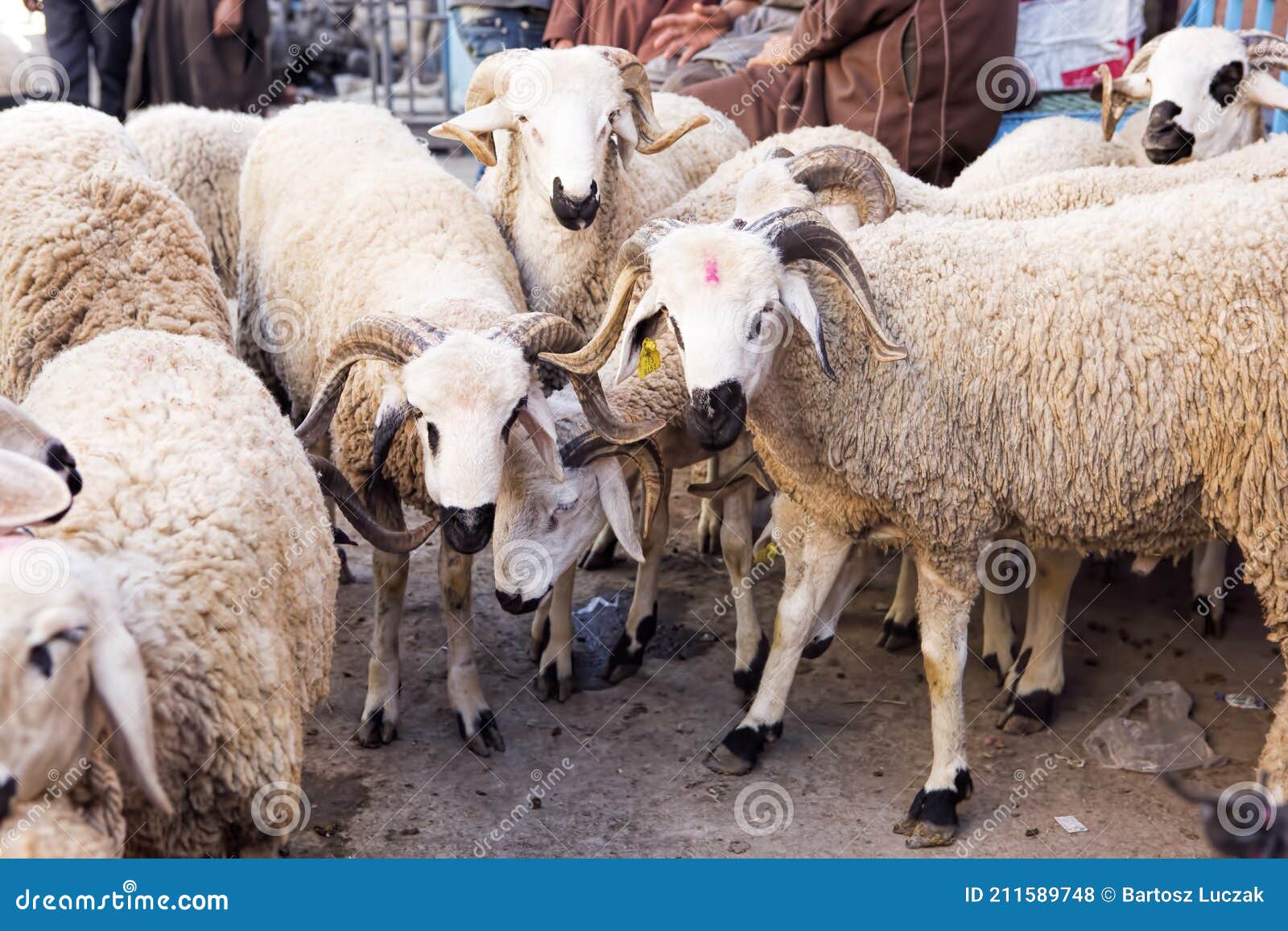 Sheep on Animal Market, Morocco Stock Photo - Image of natural ...