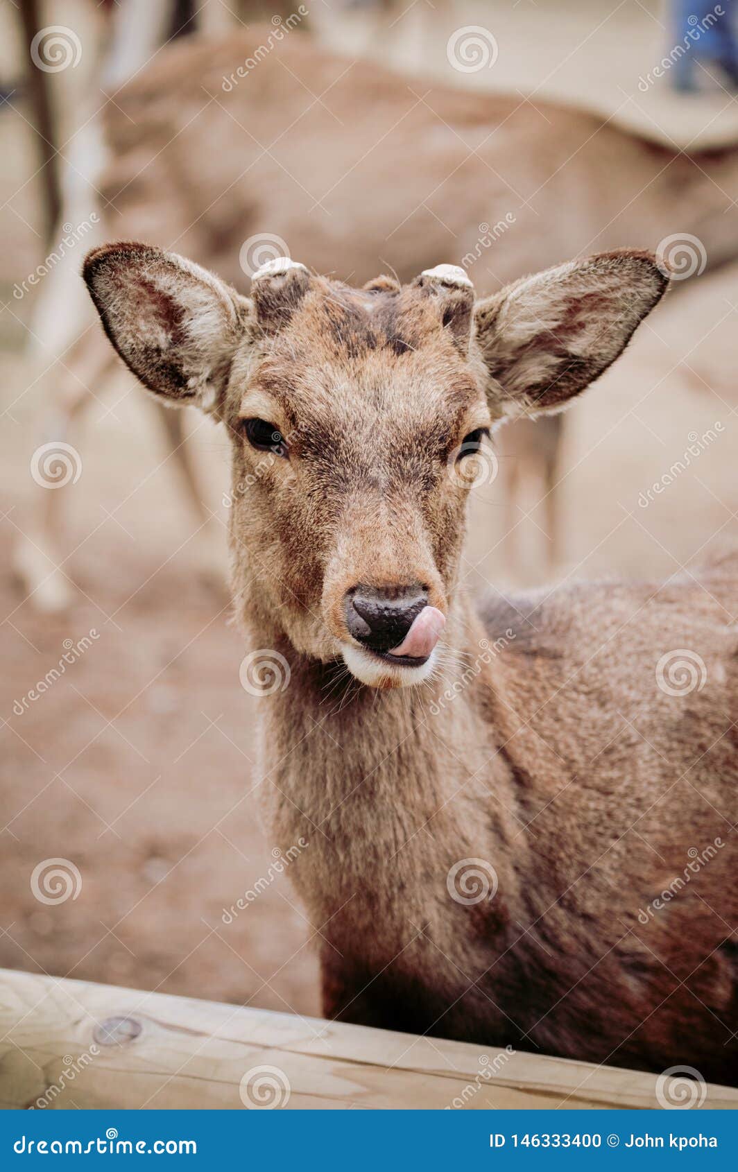 A Sheep Animals Goat Front View Stock Photo - Image of sheep, front ...