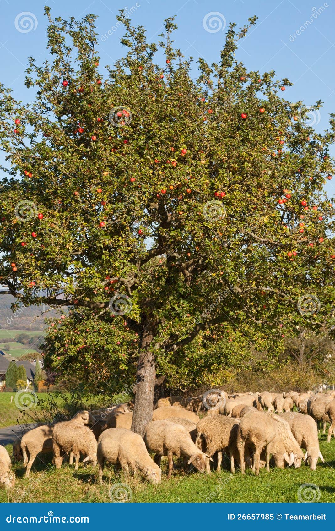 Sheep by an apple tree stock image. Image of graze, herd - 26657985