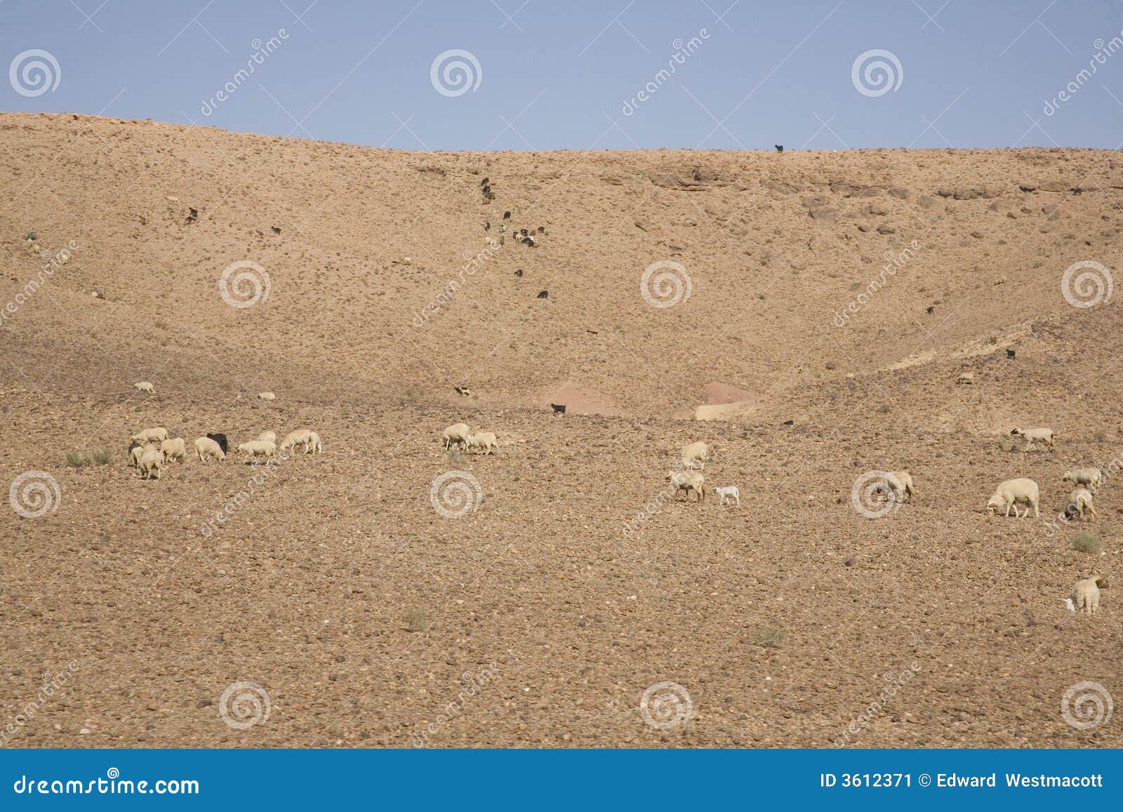 Sheep in Atlas mountains stock image. Image of remote - 3612371
