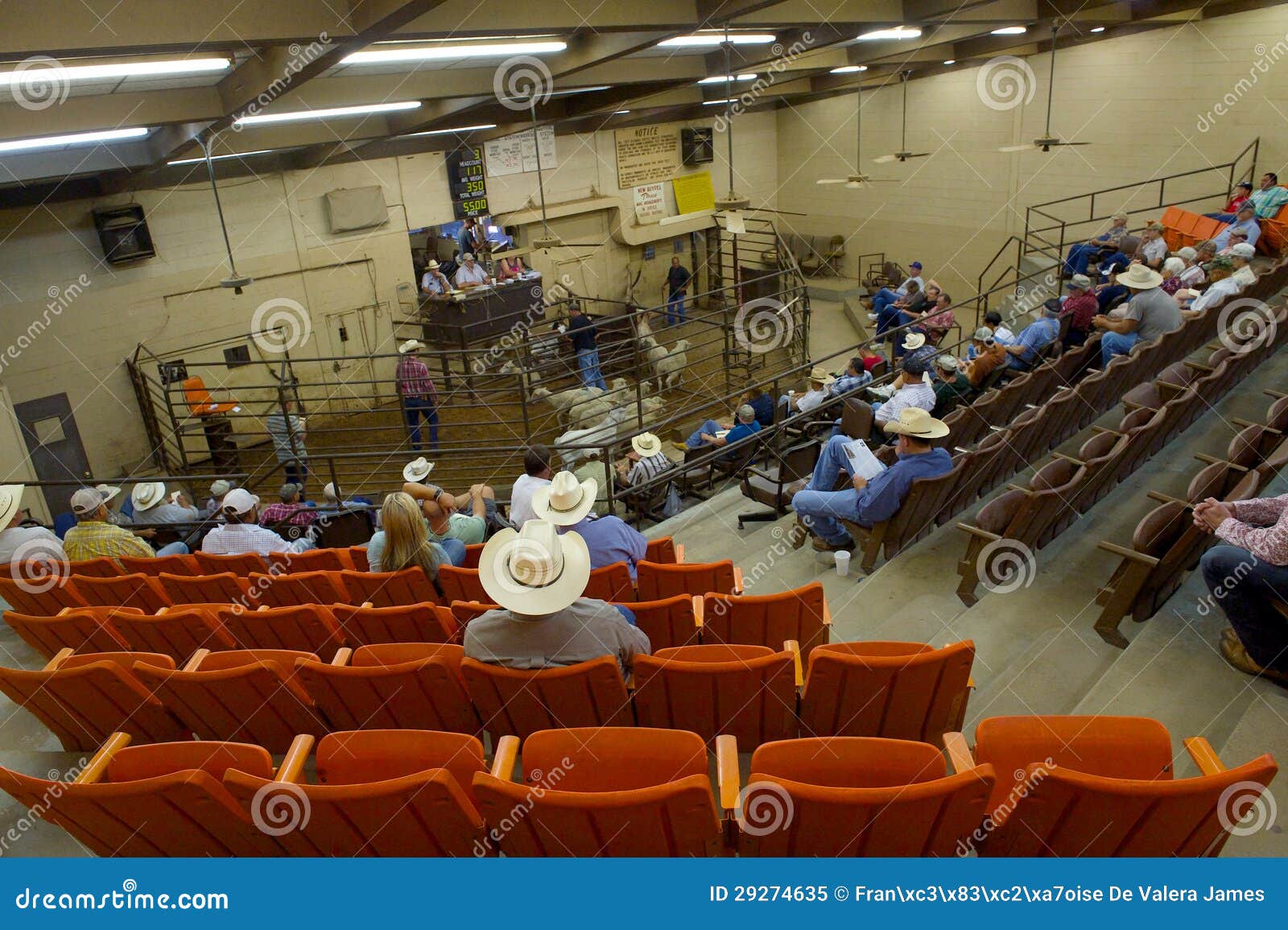 Sheep Auction, San Angelo, TX, US Editorial Image - Image of livestock ...