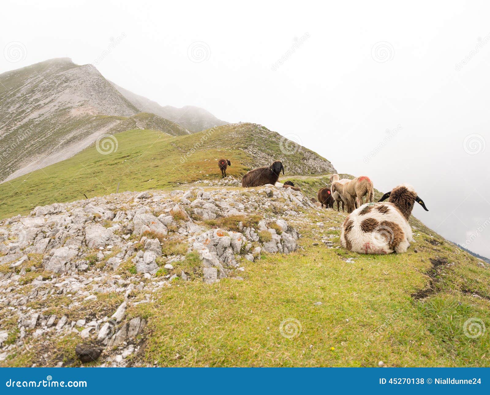 Sheep in the Austrian Alps stock photo. Image of sunny - 45270138