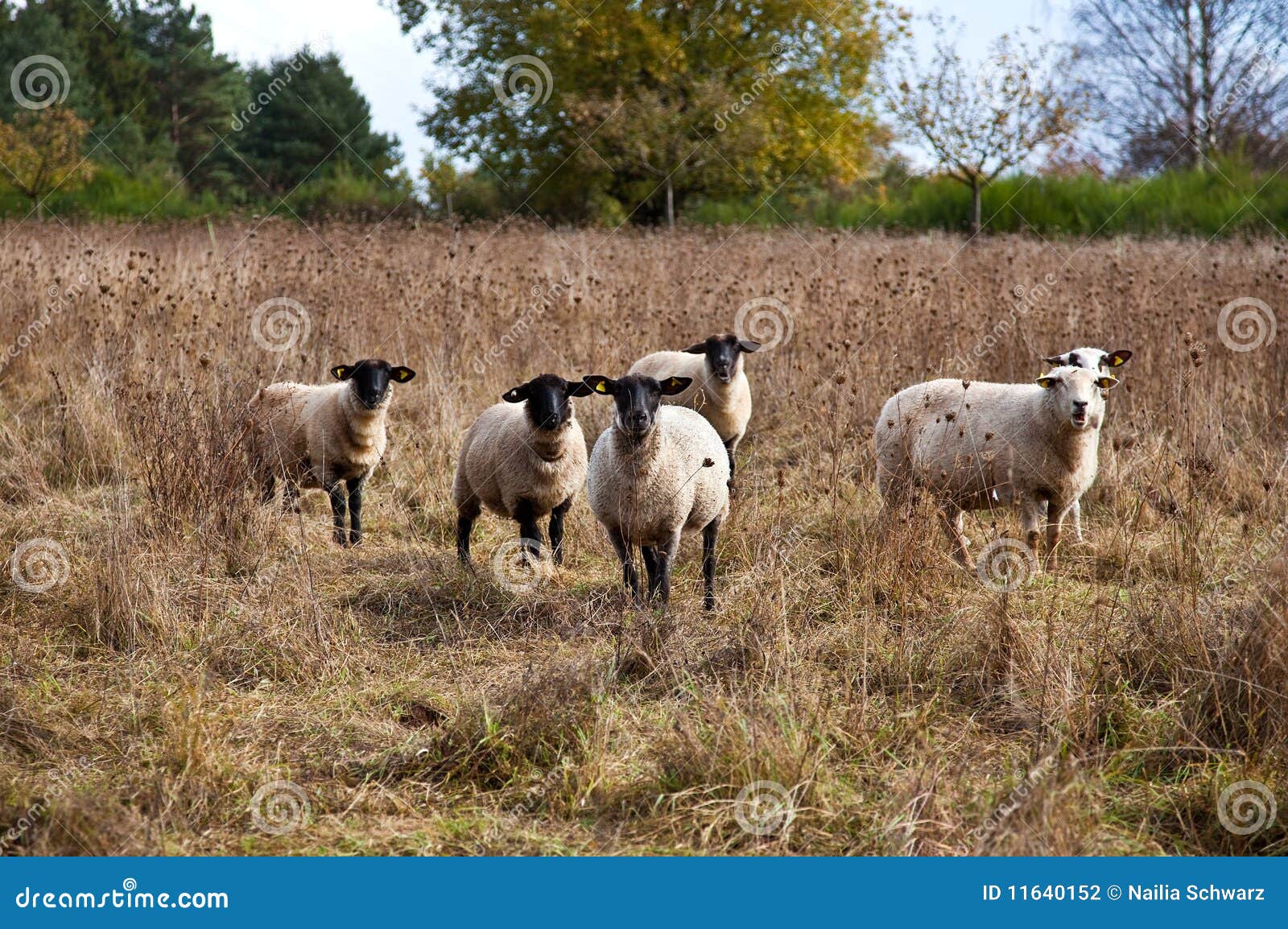 Sheep in Autumn stock photo. Image of green, idyll, autumn - 11640152