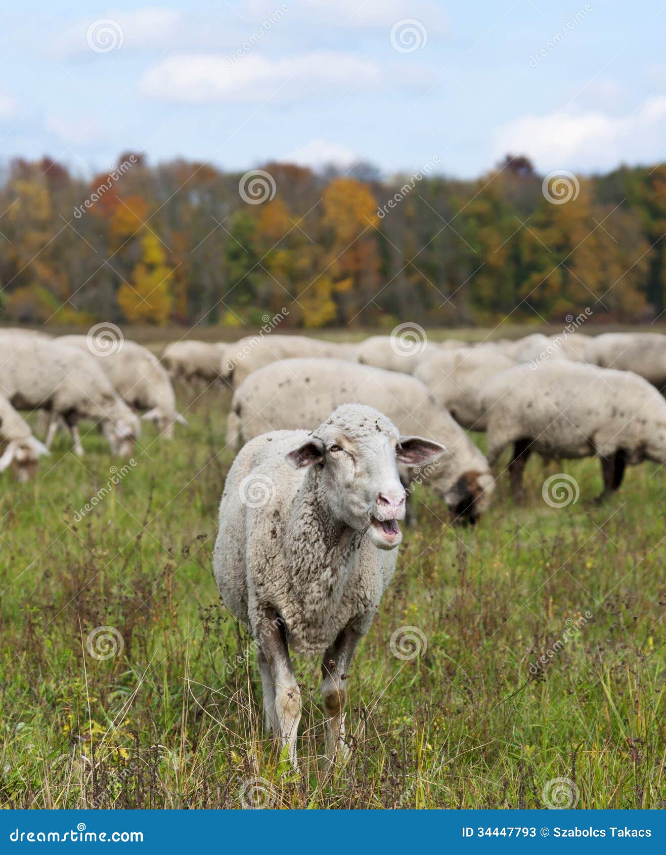 Sheep on Autumn Color Meadow Stock Image - Image of lighting, calm ...
