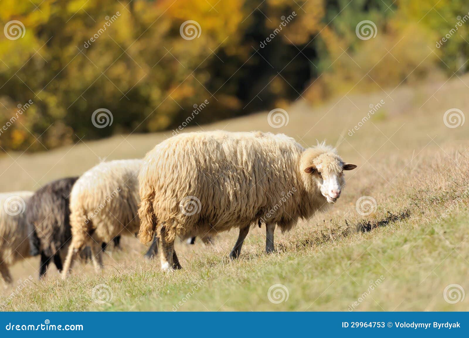 Sheep on a field stock image. Image of curious, nature - 29964753