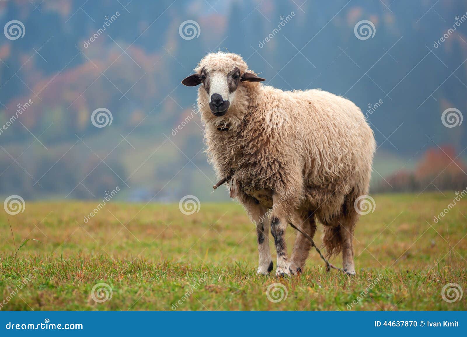 Sheep stock photo. Image of yellow, grass, lamb, livestock - 44637870