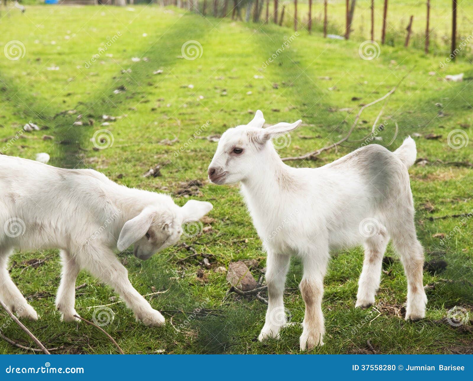 Sheep baby stock photo. Image of lovely, farm, meat, white - 37558280