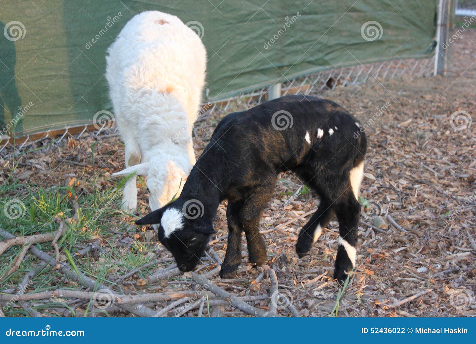 Sheep and baby goat eating stock photo. Image of nanby - 52436022