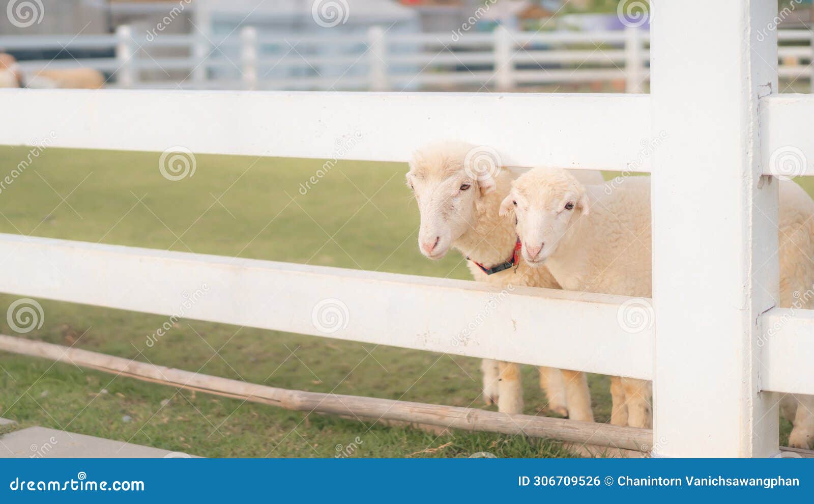 Sheep and Baby Lamb in Farm Stock Photo - Image of herd, country: 306709526