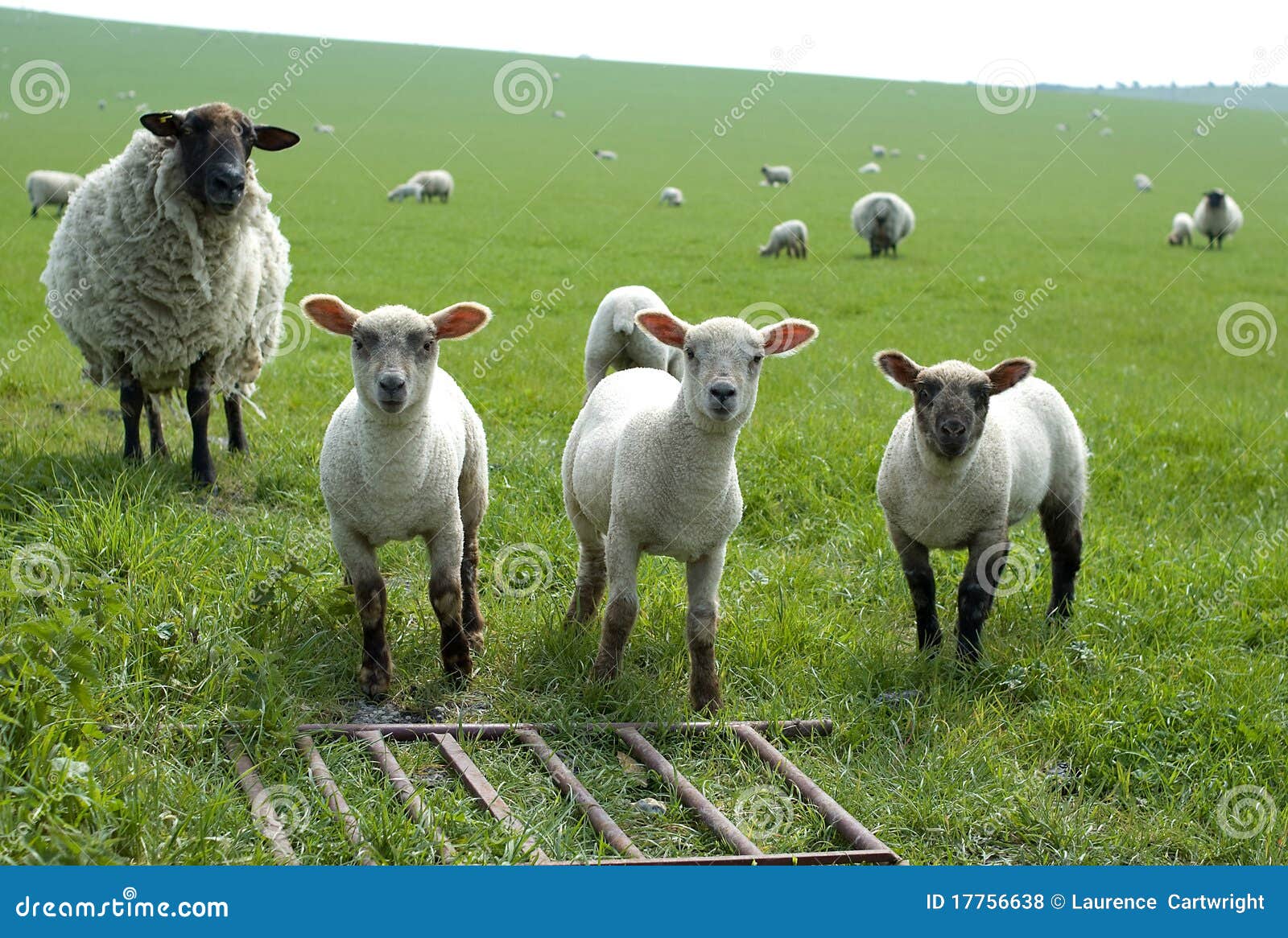 Sheep with Baby Lambs in Spring Stock Photo - Image of national, downs ...
