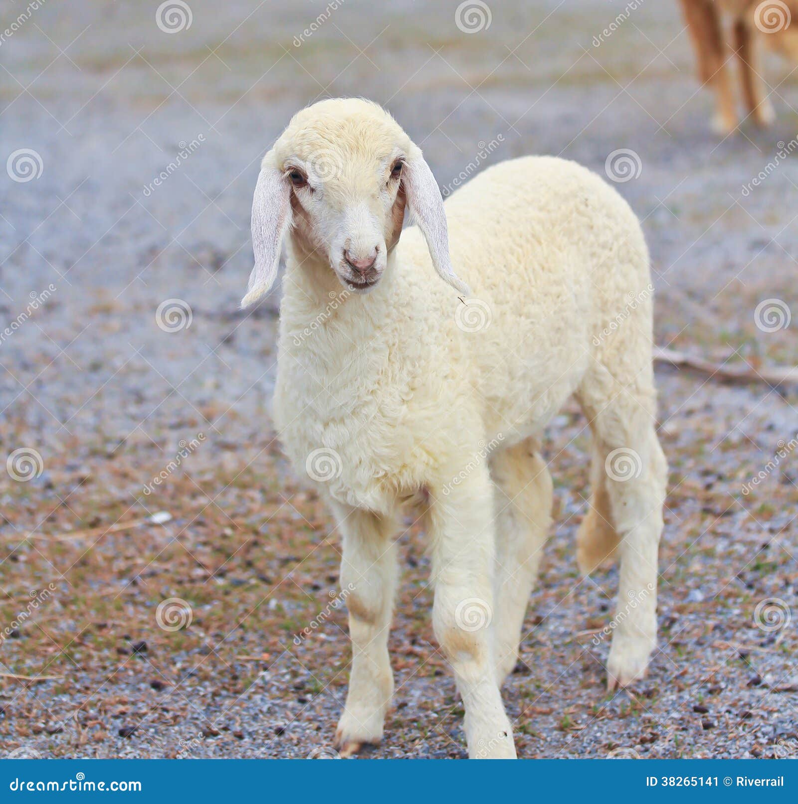 Sheep baby portrait stock image. Image of biological - 38265141