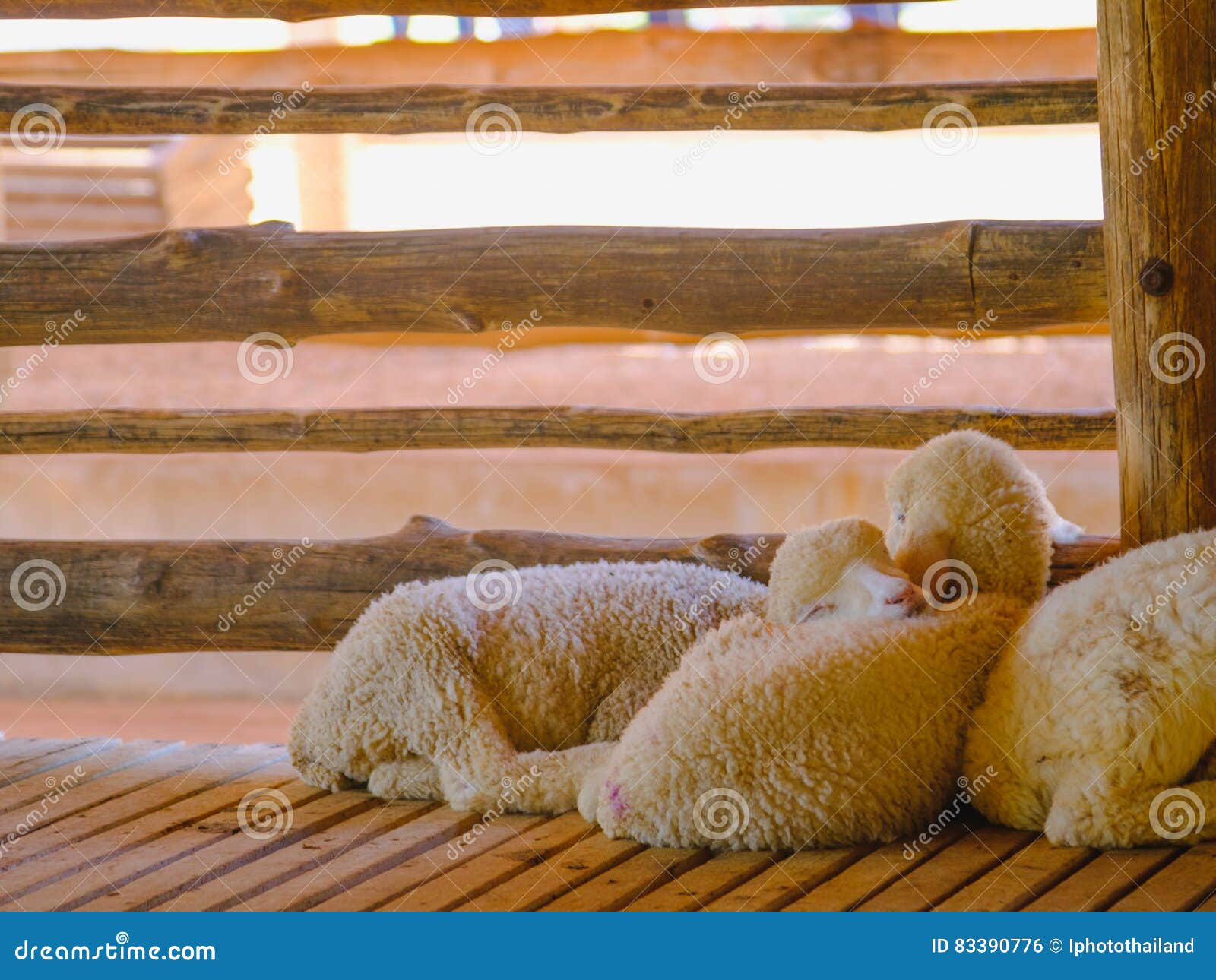 Sheep Baby Sleeping in FARM Stock Photo - Image of fleece, grazing ...