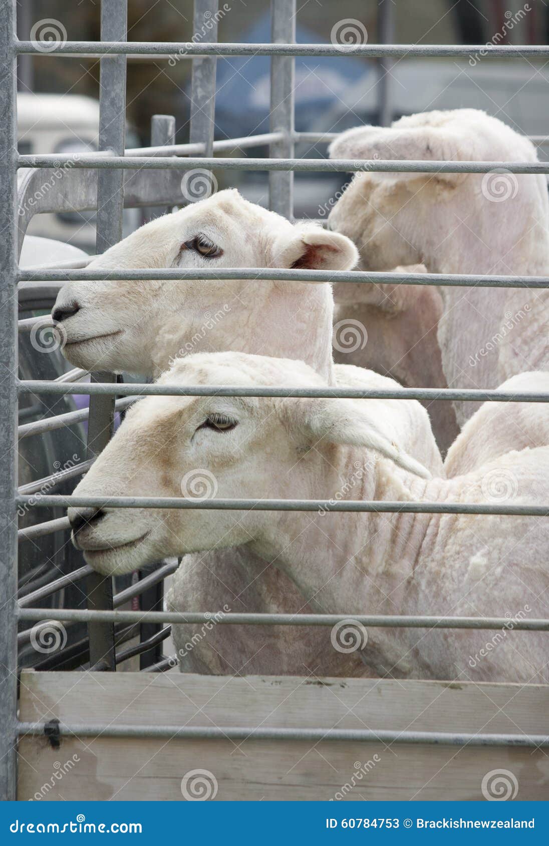 Sheep stock image. Image of truck, pick, hybrid, back - 60784753