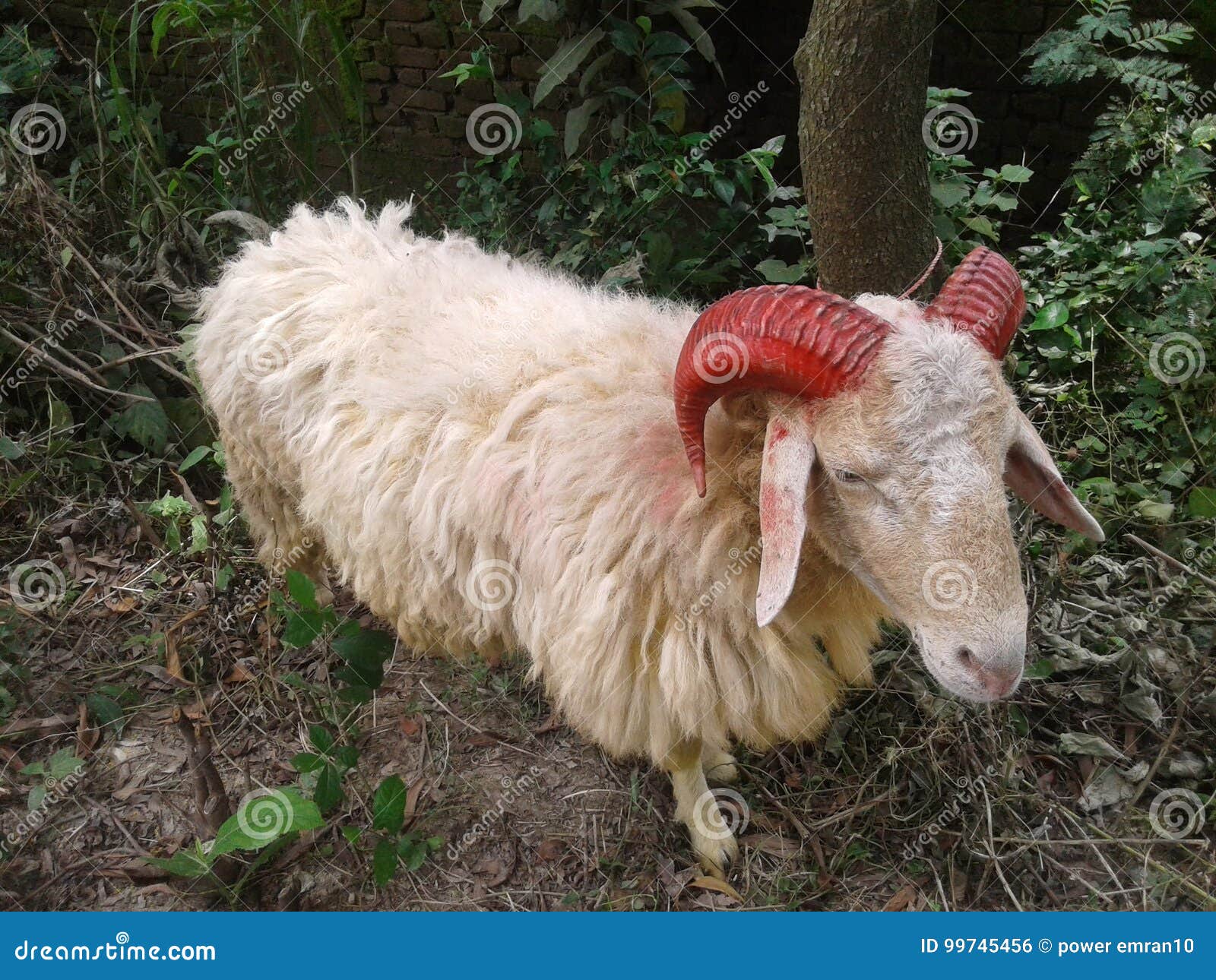 Garol Stock Photos - Free & Royalty-Free Stock Photos from Dreamstime