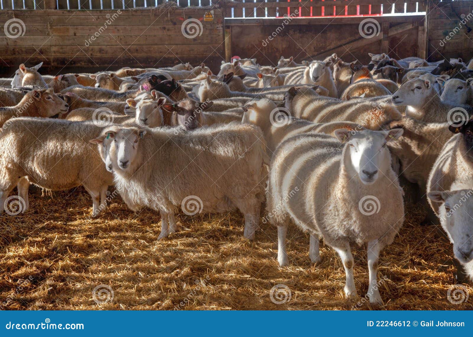 Sheep in a barn stock photo. Image of wales, farm, fock - 22246612