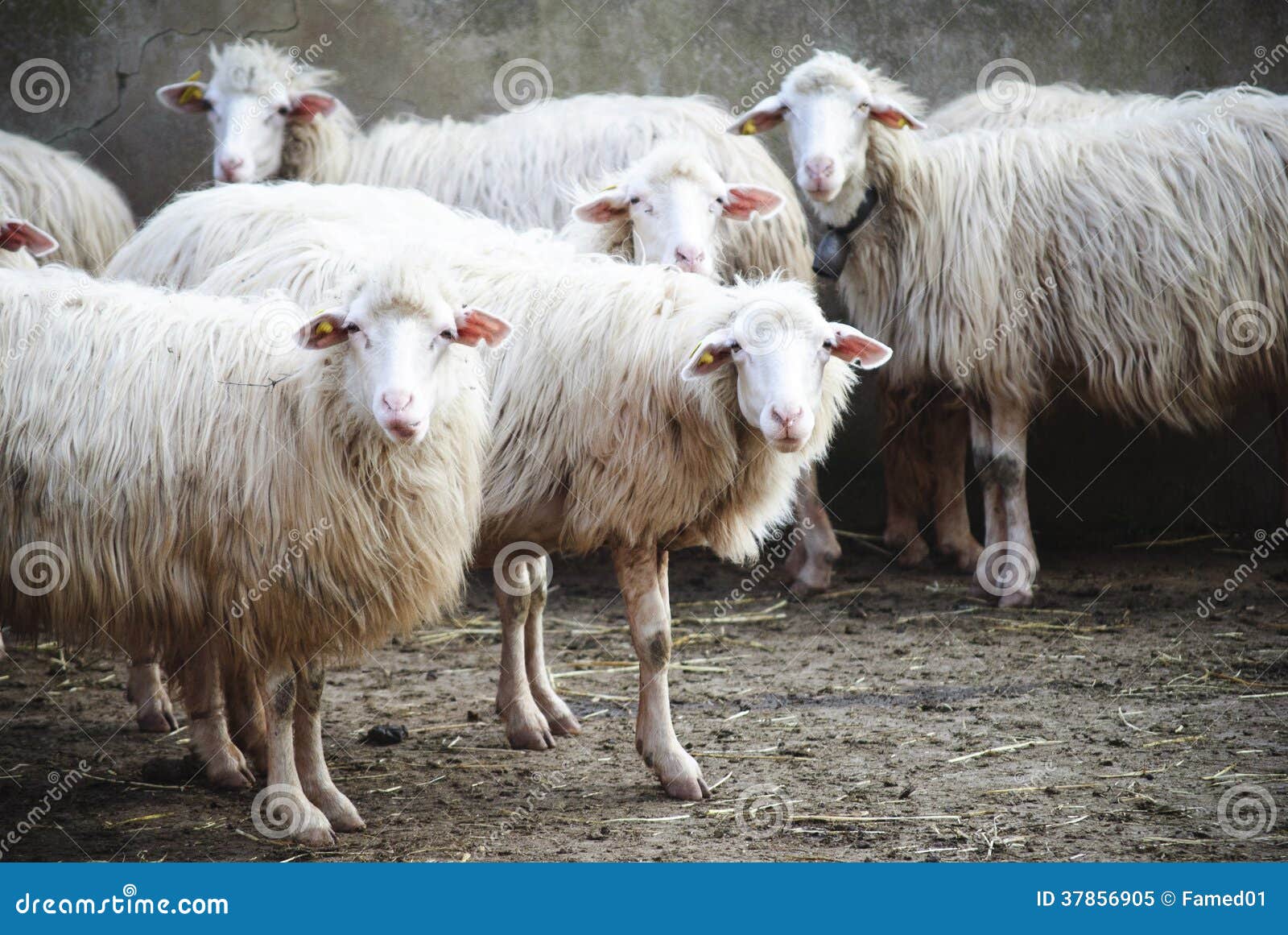 Sardinia.Sheep in the barn stock image. Image of farmer - 37856905