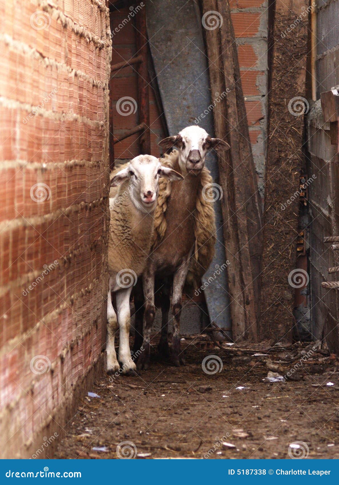 Sheep by barn stock photo. Image of peeping, details, corner - 5187338