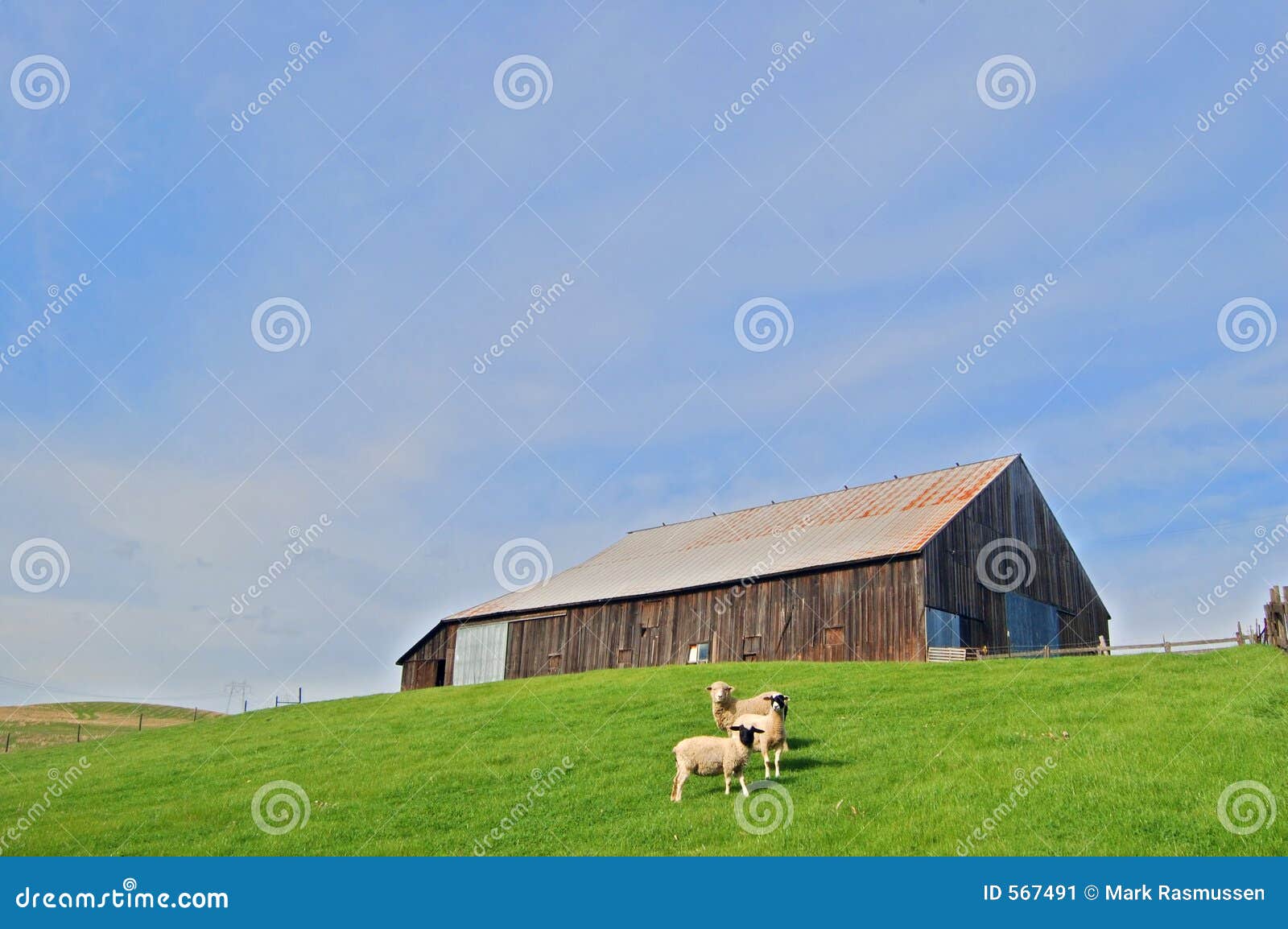 Sheep and barn stock image. Image of agriculture, barn - 567491