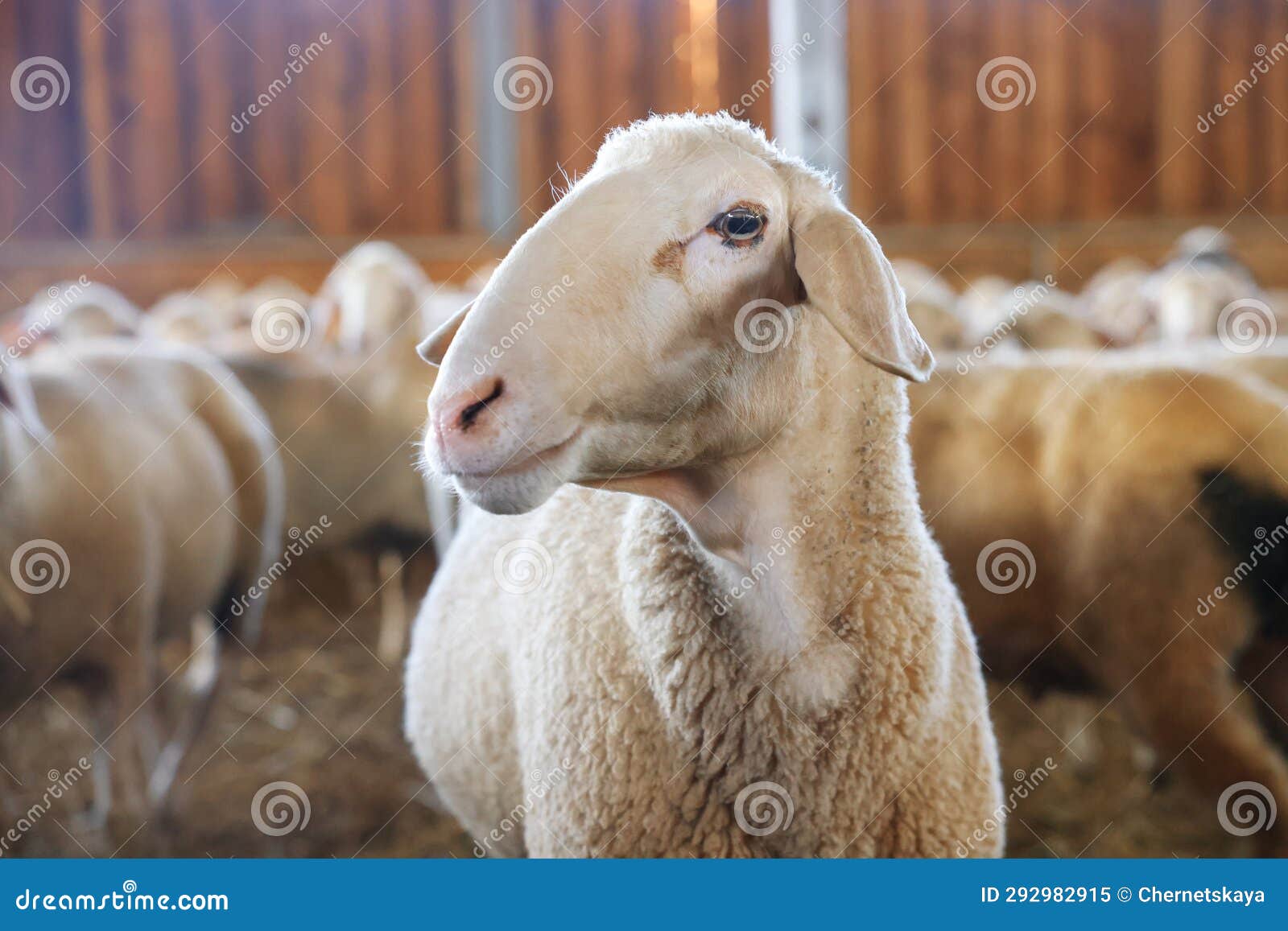 Sheep in Barn on Farm. Cute Animals Stock Image - Image of character ...