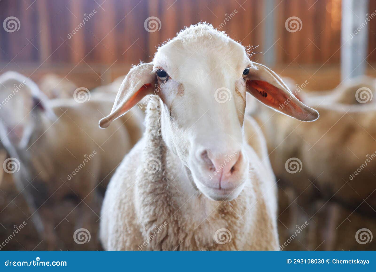 Sheep in Barn on Farm. Cute Animals Stock Photo - Image of cute, life ...
