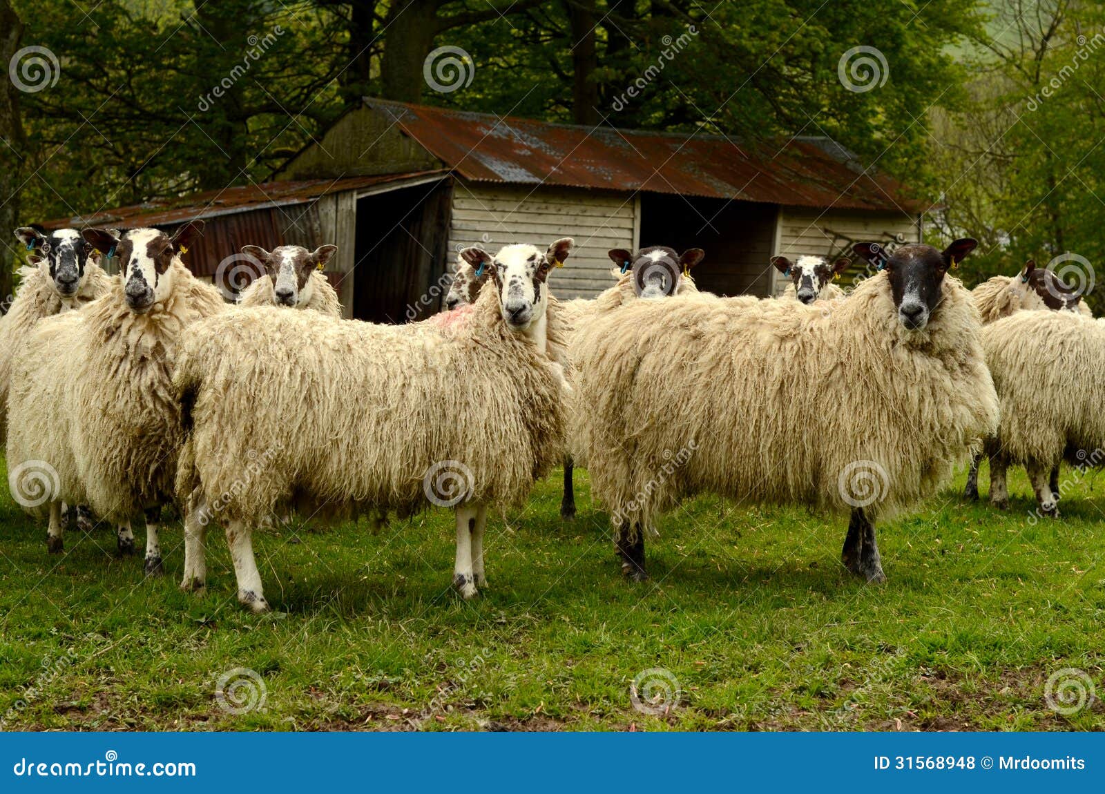Sheep and Barn stock photo. Image of mutton, group, lamb - 31568948