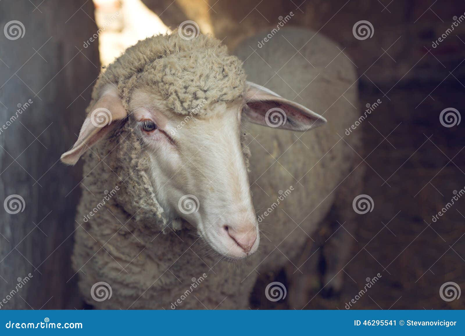 Sheep in a barn stock image. Image of livestock, watching - 46295541