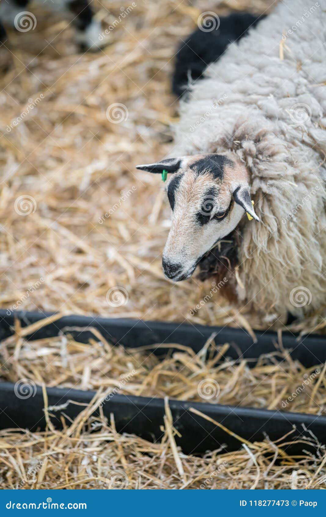 Sheep in a barn stock image. Image of field, barn, alone - 118277473