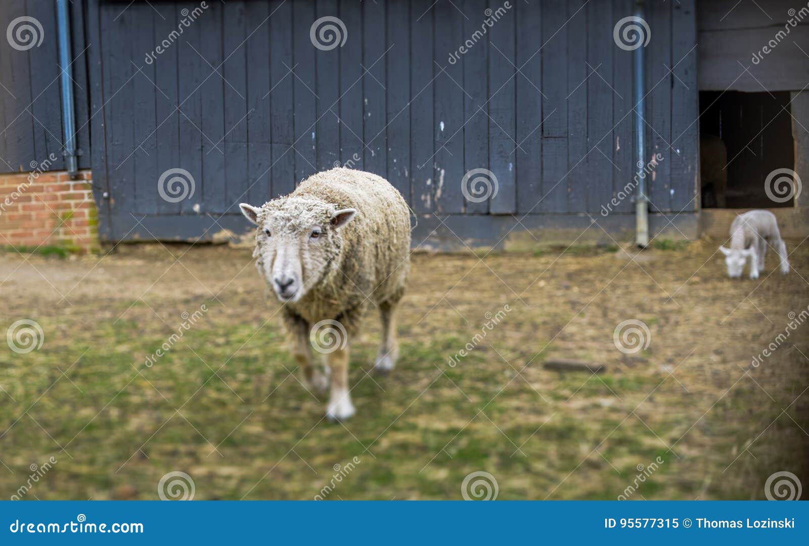 Sheep stock image. Image of pasture, sheep, farm, mammal - 95577315