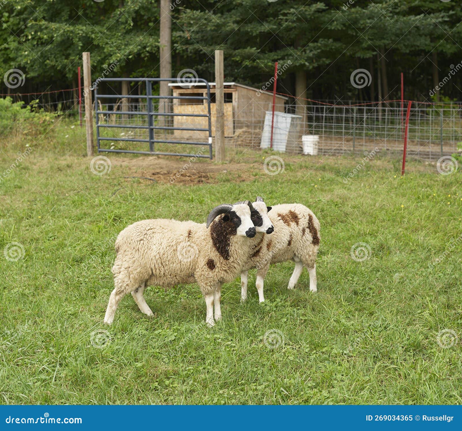 Sheep in barnyard stock image. Image of sheep, barnyard - 269034365