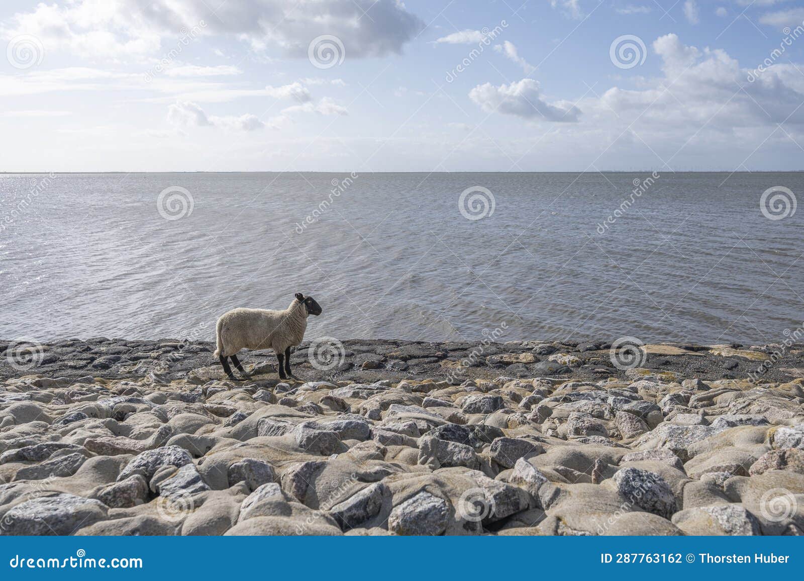 Sheep on the Beach of the North Sea Stock Photo - Image of livestock ...