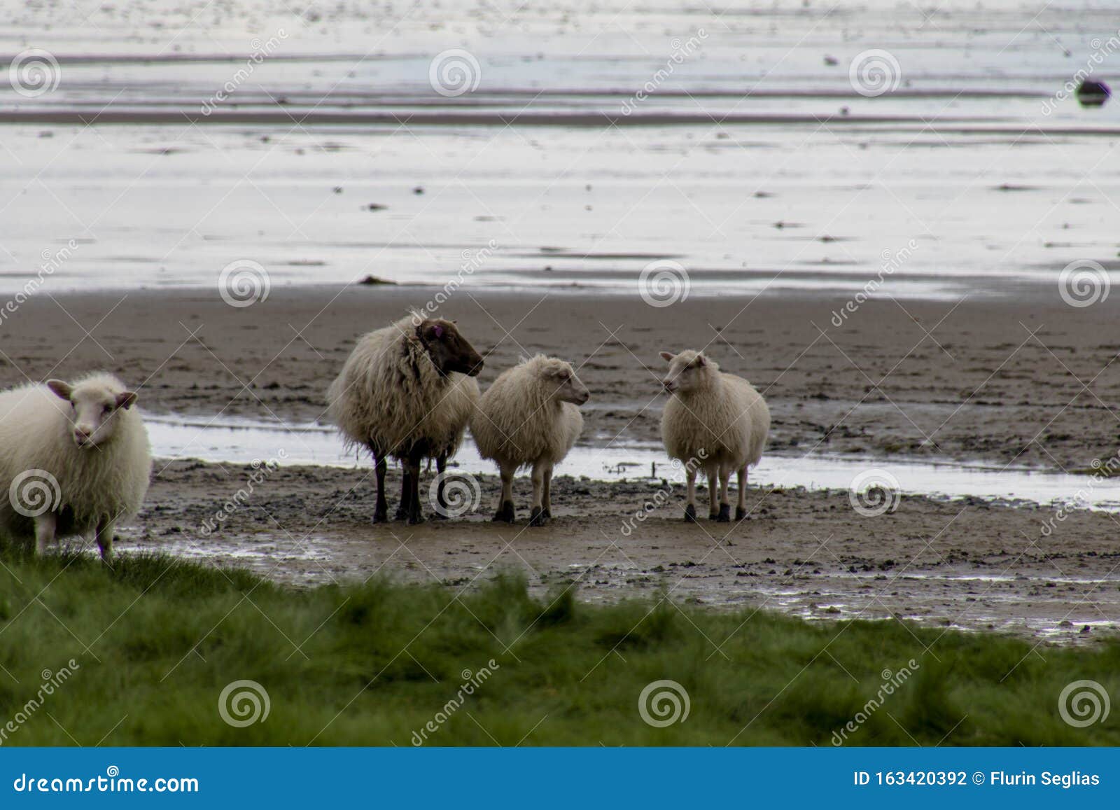 Sheep on the beach stock photo. Image of dramatic, sheep - 163420392