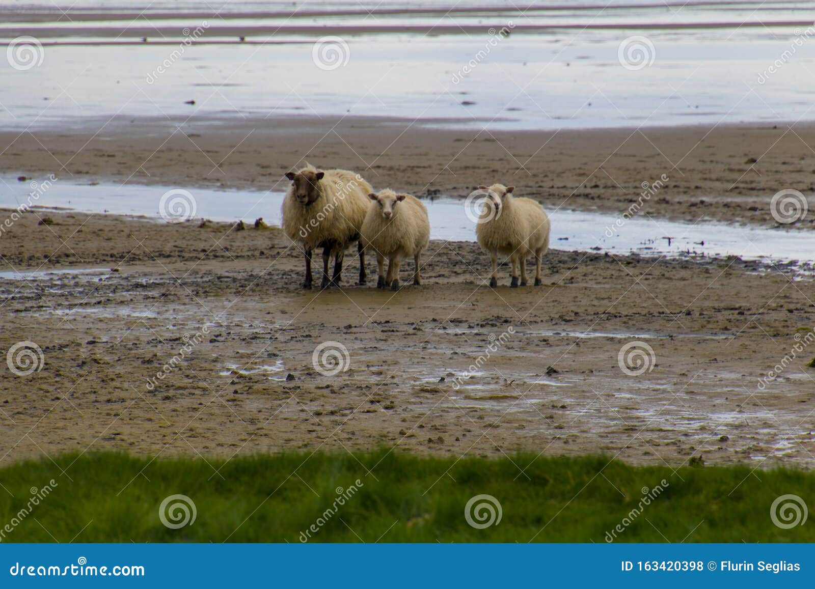 Sheep on the beach stock photo. Image of picturesque - 163420398