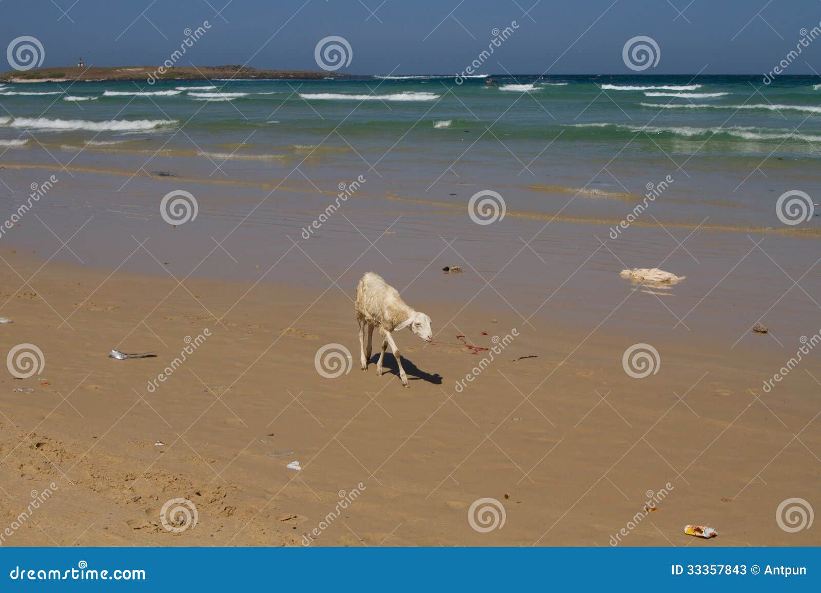 Sheep on the beach stock image. Image of africa, beach - 33357843
