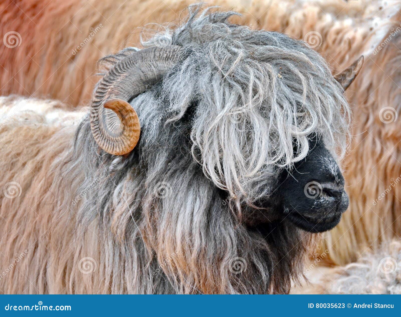 Sheep stock image. Image of lamb, woolen, countryside - 80035623