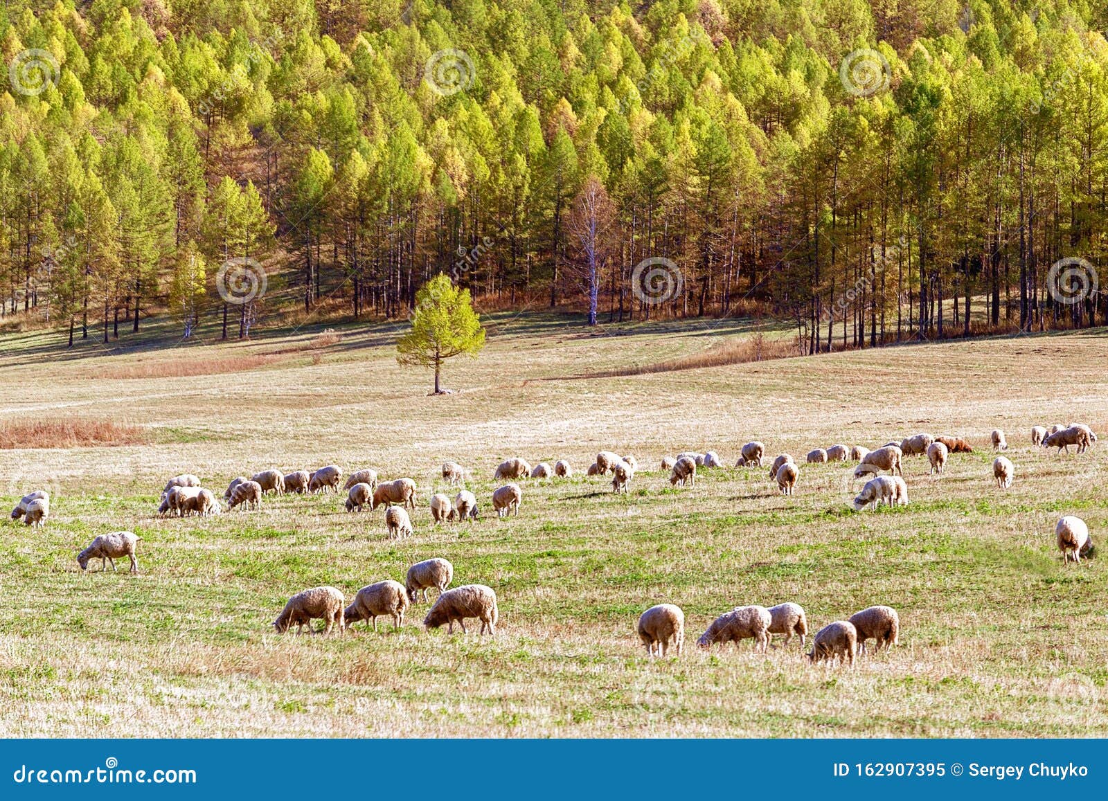 Sheep on Beautiful Mountain Pasture Stock Image - Image of hill ...