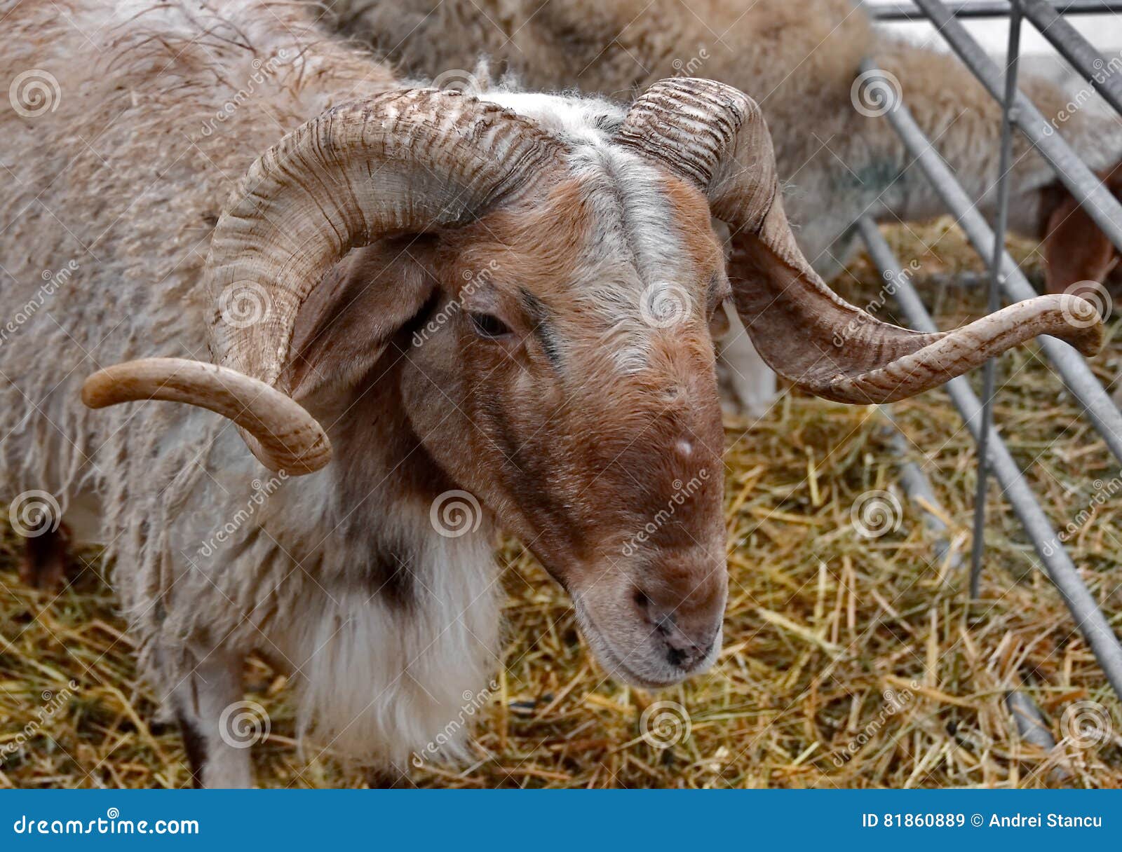 Sheep stock image. Image of curious, farmer, brown, flock - 81860889