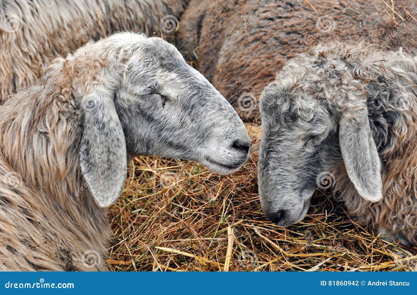 Sheep stock photo. Image of agriculture, animal, fleece - 81860942